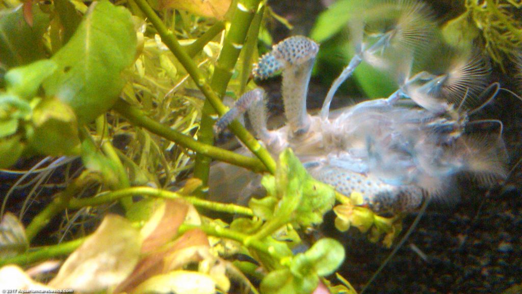 Vampire Shrimp: Care, Food & Lifespan & Tank Mates