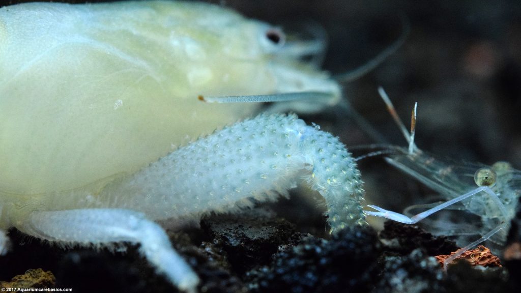 Vampire Shrimp: Care, Food & Lifespan & Tank Mates