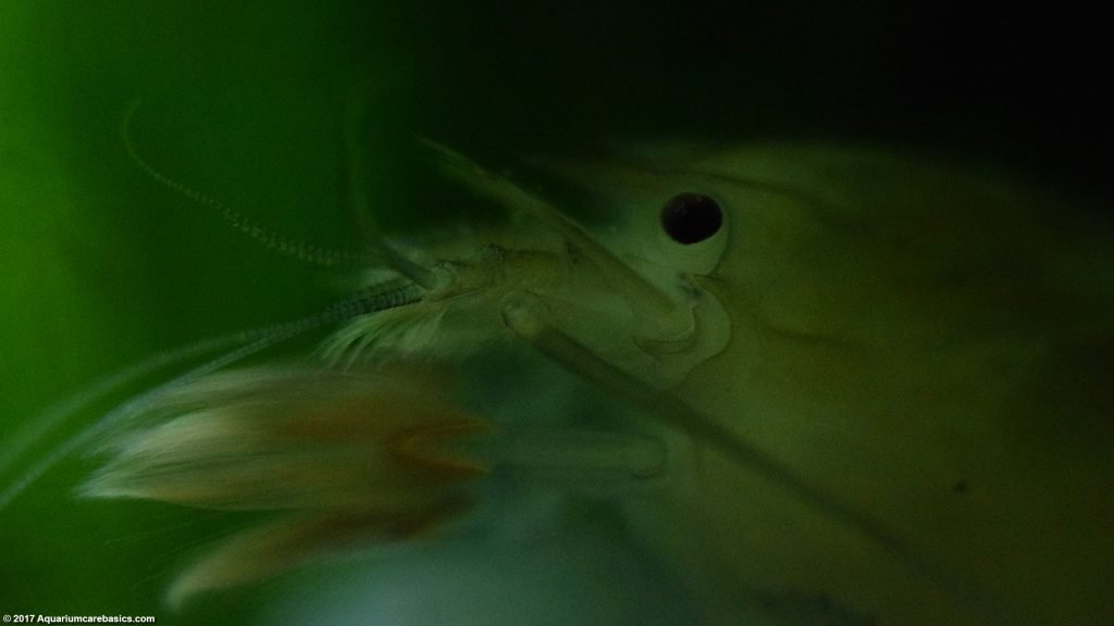 Vampire Shrimp: Care, Food & Lifespan & Tank Mates
