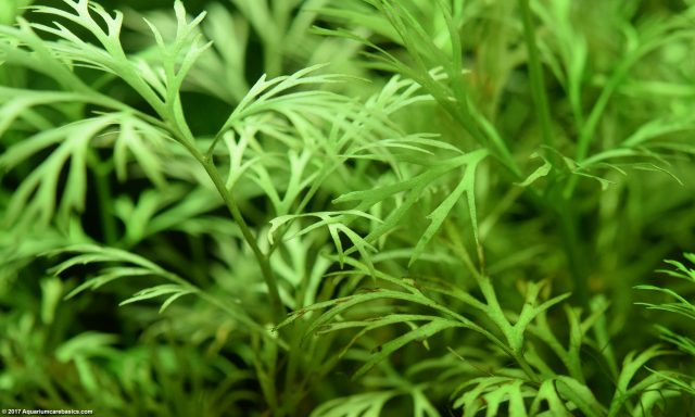 Water Sprite Plant Care, Floating Roots & Reproduction
