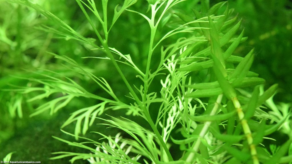 Aquarium Plants Add Beauty To A Freshwater Tank