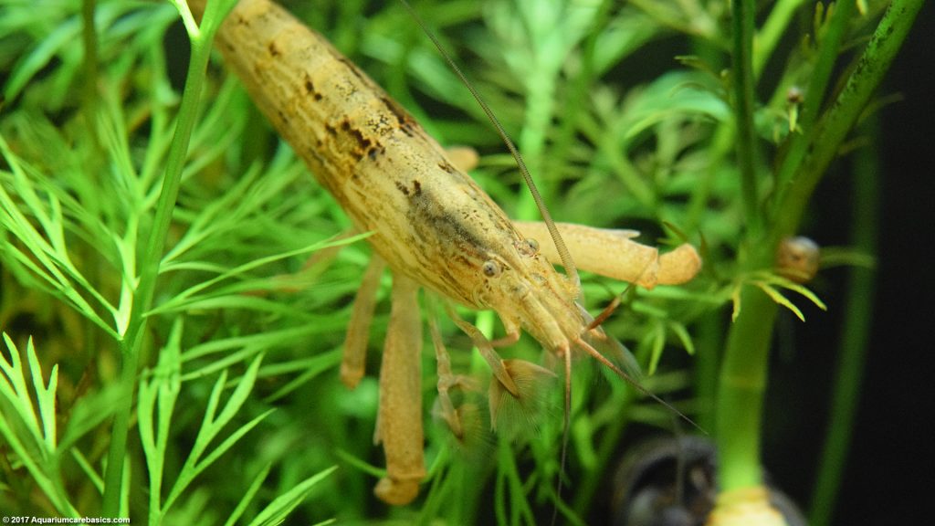 Bamboo Shrimp: Tank Mates, Food, Care, Feeding - Video