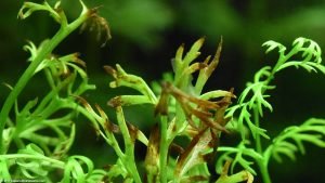 Water Sprite Plant Care, Floating Roots & Reproduction