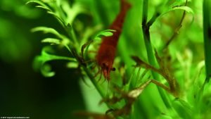 Water Sprite Plant Care, Floating Roots & Reproduction