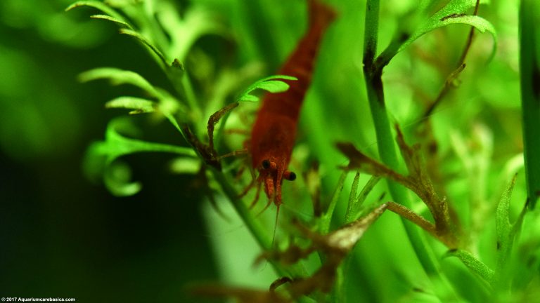 Water Sprite Plant Care, Floating Roots & Reproduction