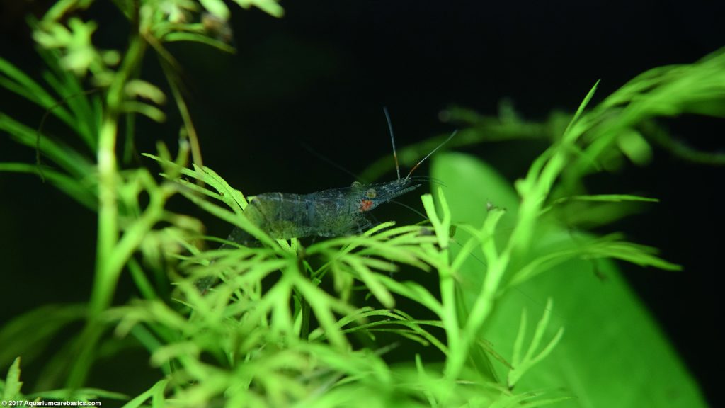 Ghost Shrimp Care, Food, Lifespan, Habitat - Video