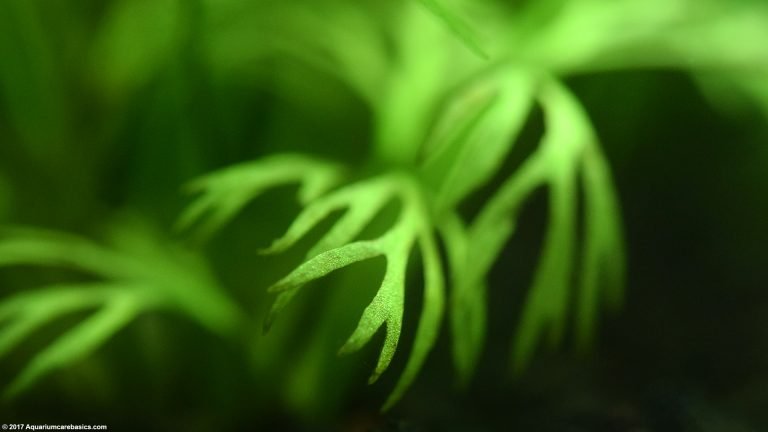 Water Sprite Plant Care, Floating Roots & Reproduction