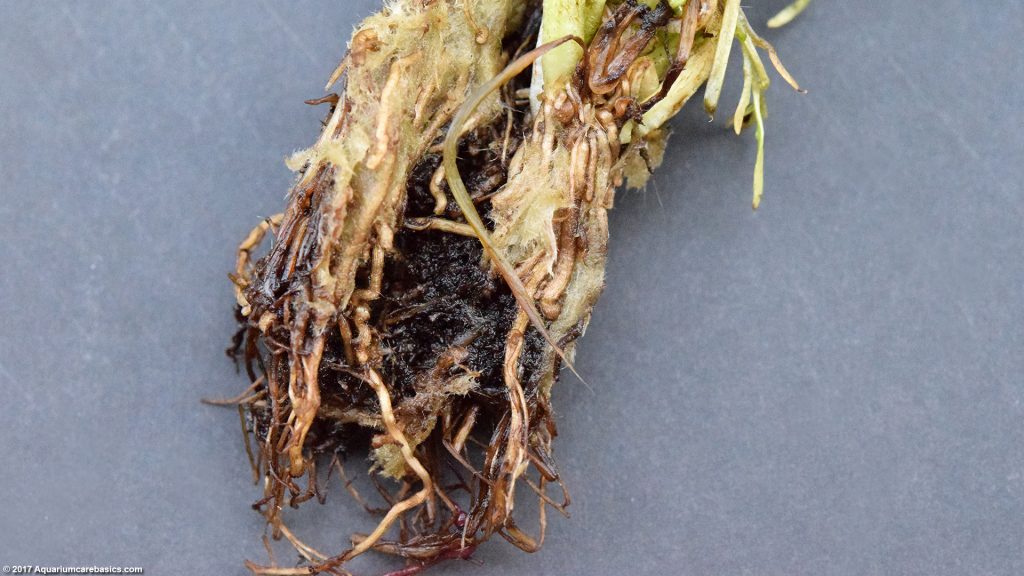 Water Sprite Plant Care, Floating Roots & Reproduction