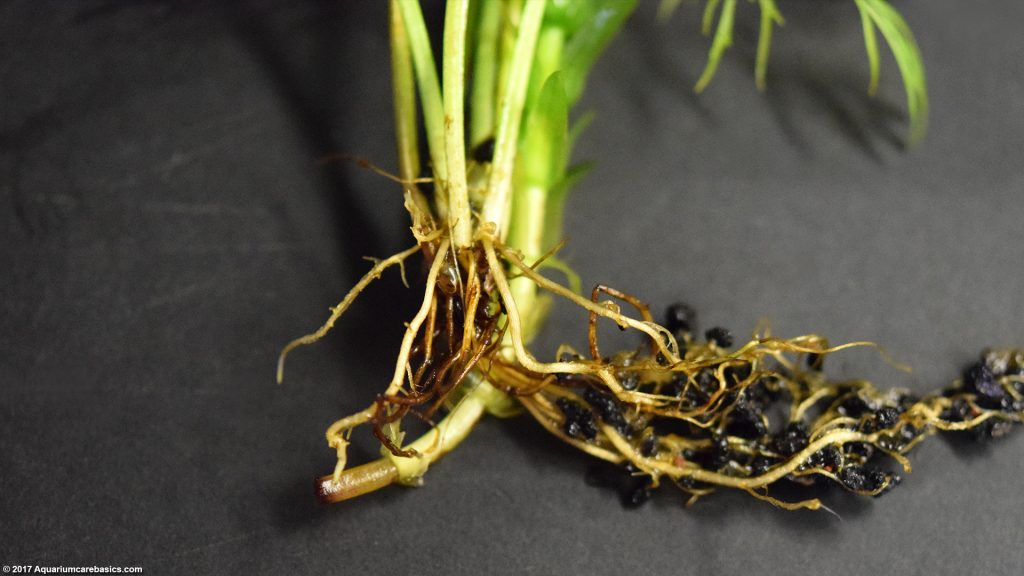 Water Sprite Plant Care, Floating Roots & Reproduction