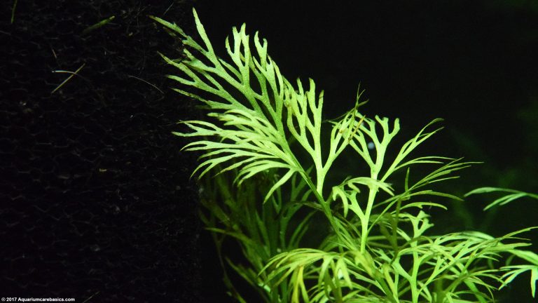 Water Sprite Plant Care, Floating Roots & Reproduction
