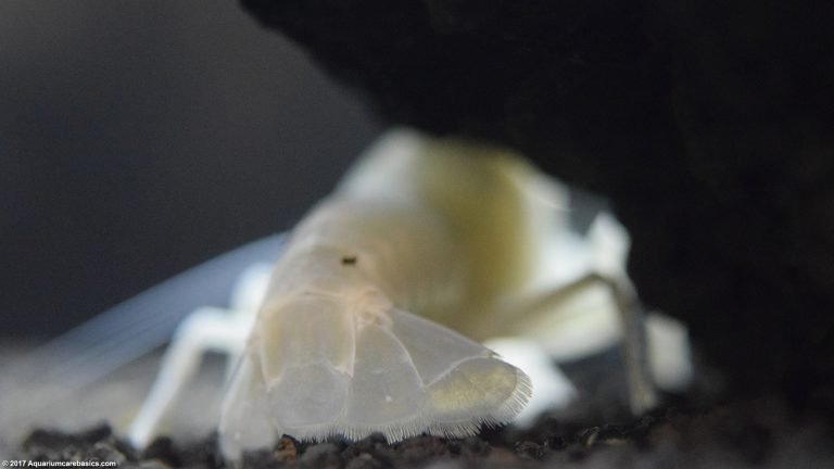 White Crayfish: Care, Size, Feeding, Tankmates & Molting - Video