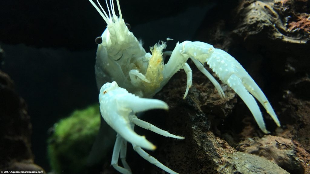 White Crayfish: Care, Size, Feeding, Tankmates & Molting - Video