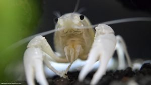 White Crayfish: Care, Size, Feeding, Tankmates & Molting - Video