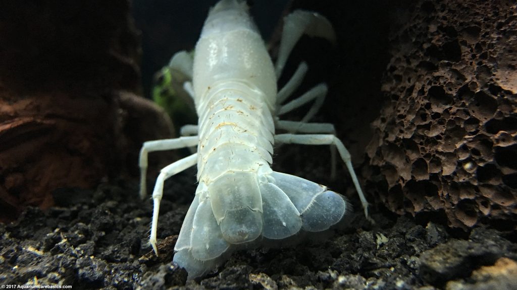 White Crayfish: Care, Size, Feeding, Tankmates & Molting - Video