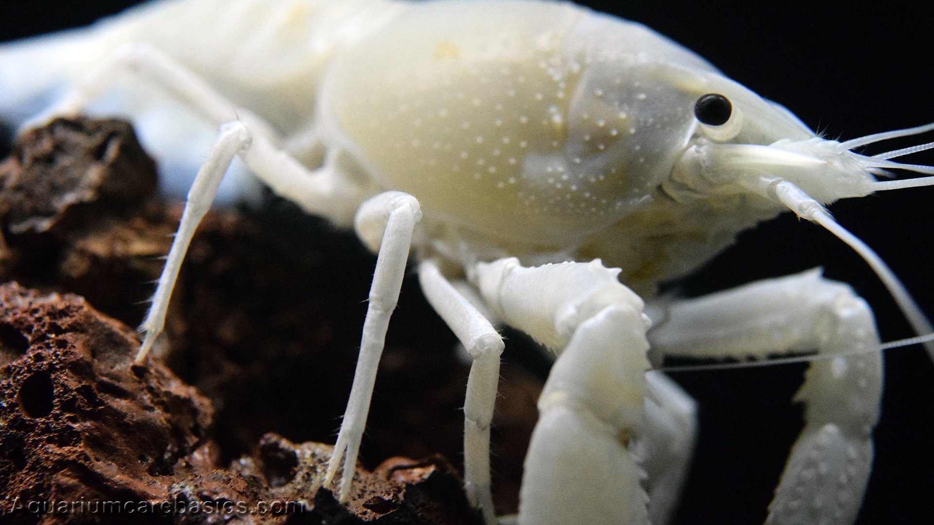 White Crayfish: Care, Size, Feeding, Tankmates & Molting - Video